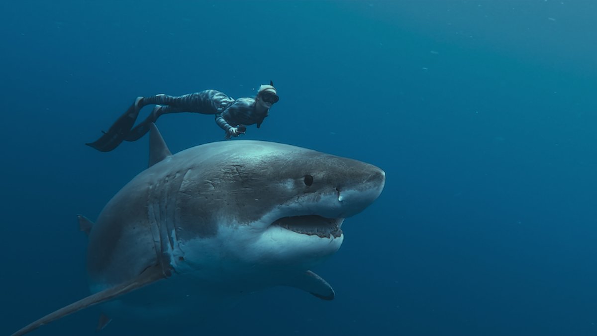 Shark Whisperer Review: Thrilling Plunge into the Shark World and the ...
